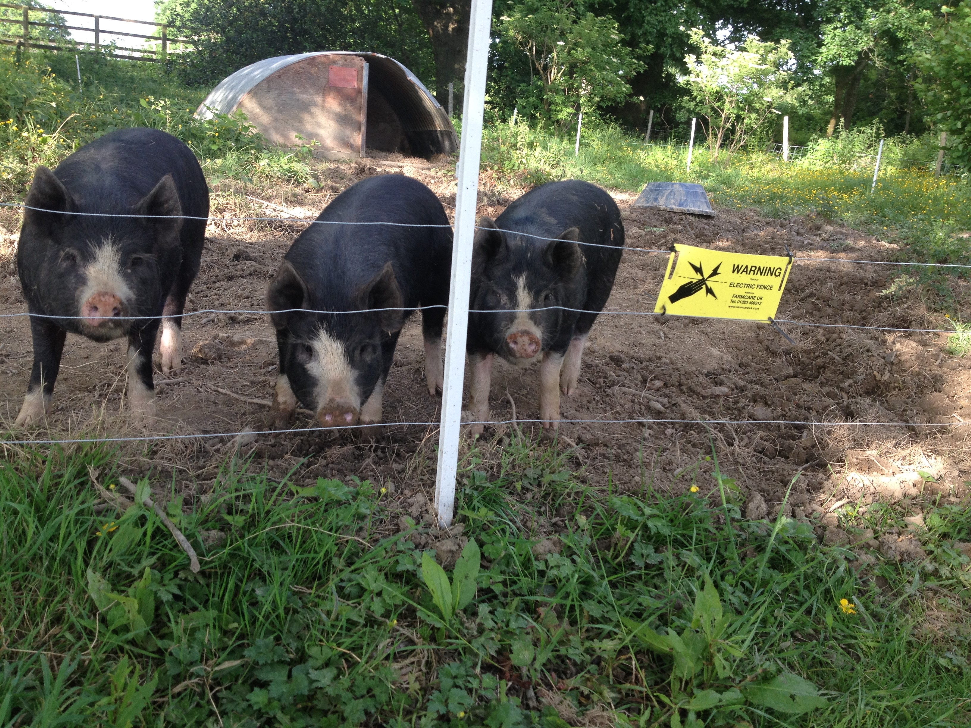 Electric Fencing For Pigs